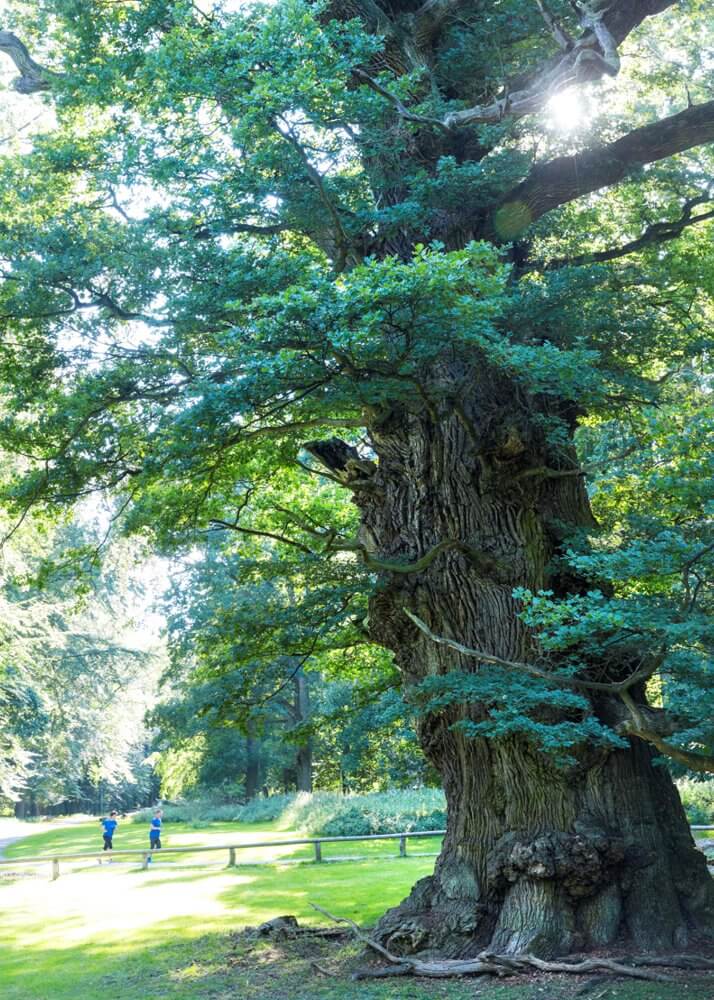 Ivenacker Eichen - Wald-MV
